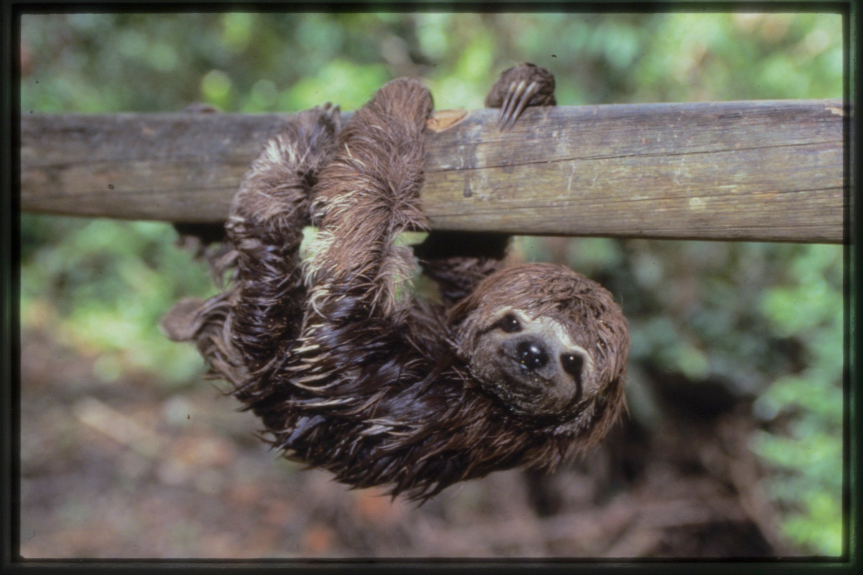 Keeping our MINDS Open to the Unexpected - The Light Gap