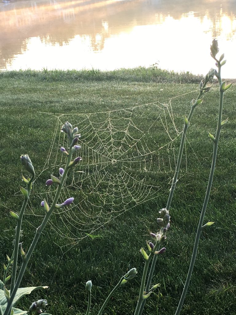 WEB of Perfection - The Light Gap